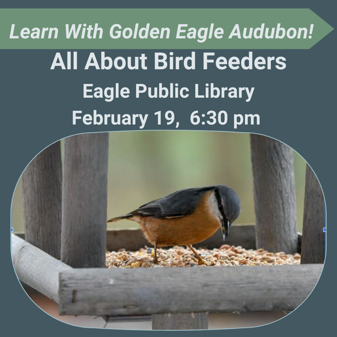 Adults: All About Bird Feeders - Wednesday, February 19, 2025, 6:30 PM ...