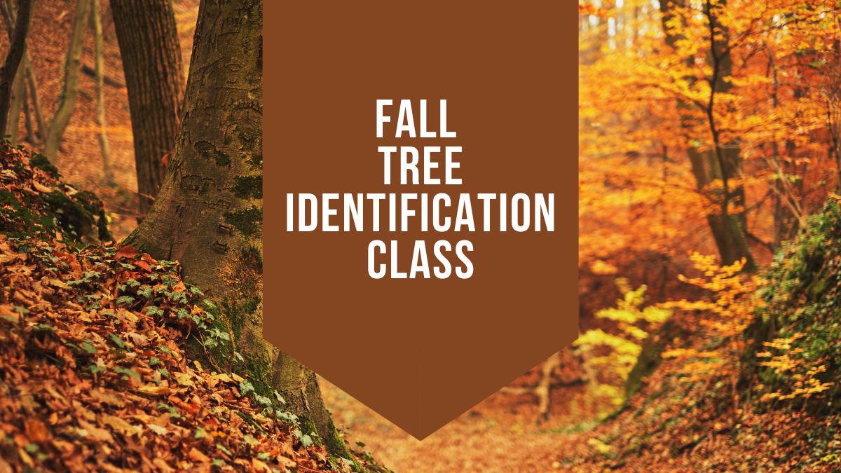 Fall Tree Identification Class - Wednesday, September 28, 2022, 5:00 PM ...