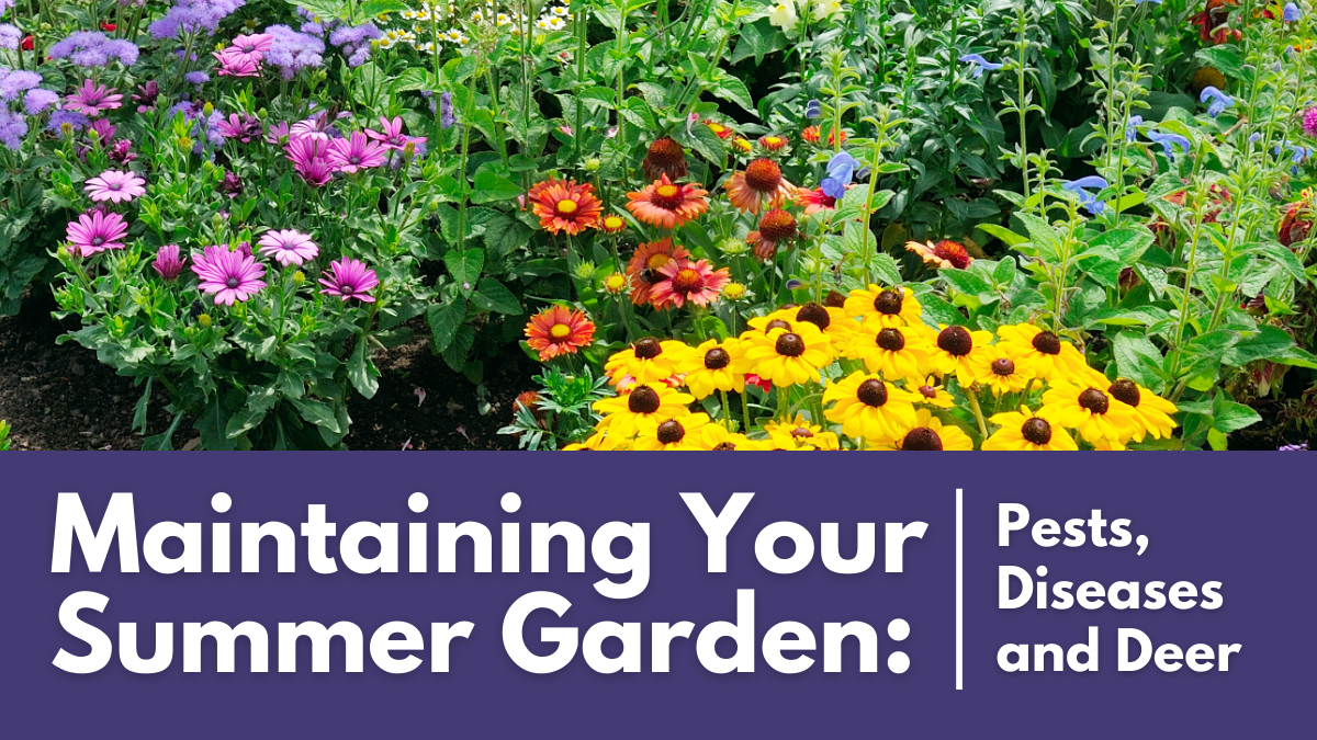 Lecture: Maintaining Your Summer Garden: Pests, Diseases and Deer with ...