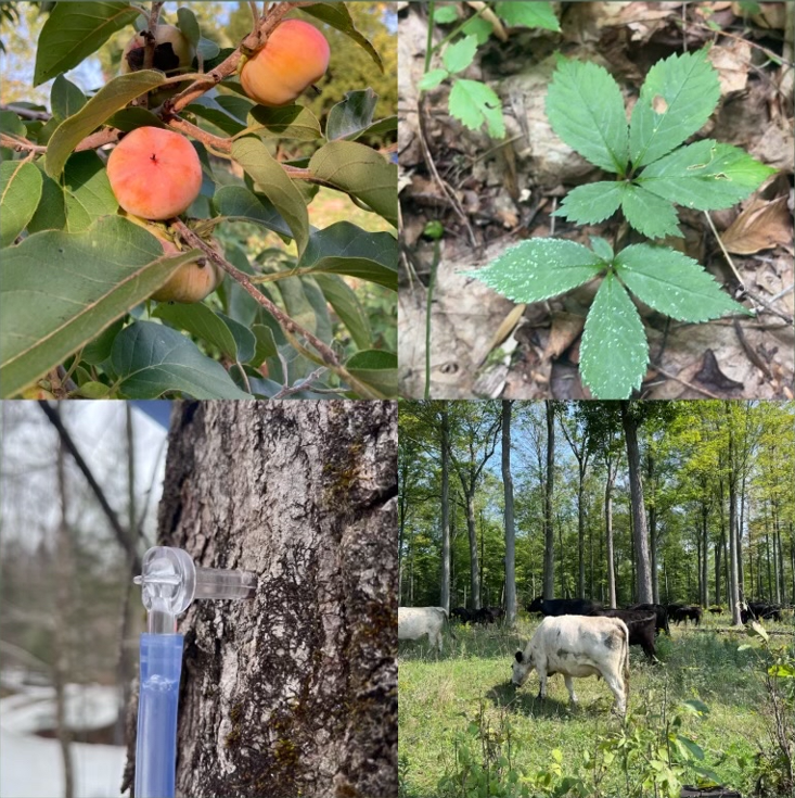 Forest Farming for Small Land Owners - Thursday, June 22, 2023, 6:30 PM ...
