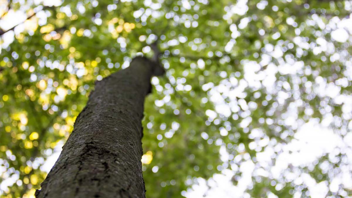 Nature Club @ Richfield County Park *Tree Detectives* - Tuesday, June ...