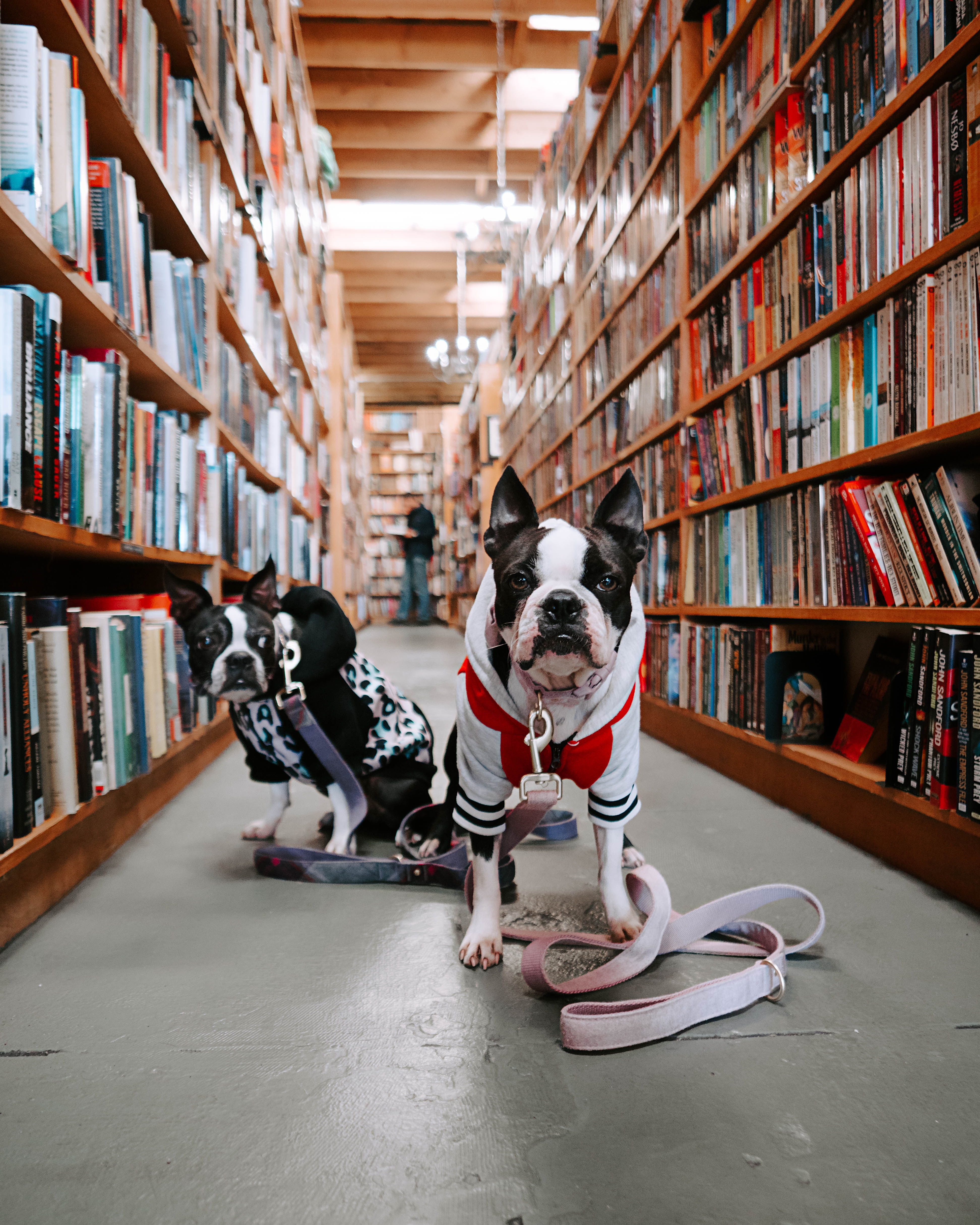 Reader Dog Drop In - Saturday, November 9, 2019, 2:00 PM - Grosse ...