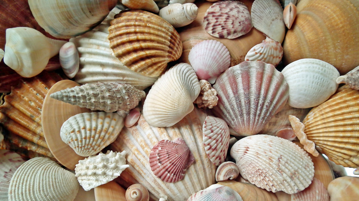 Rainbow Fish and Sea Shell Clay Ornament (C) - Wednesday, June 22, 2022 ...
